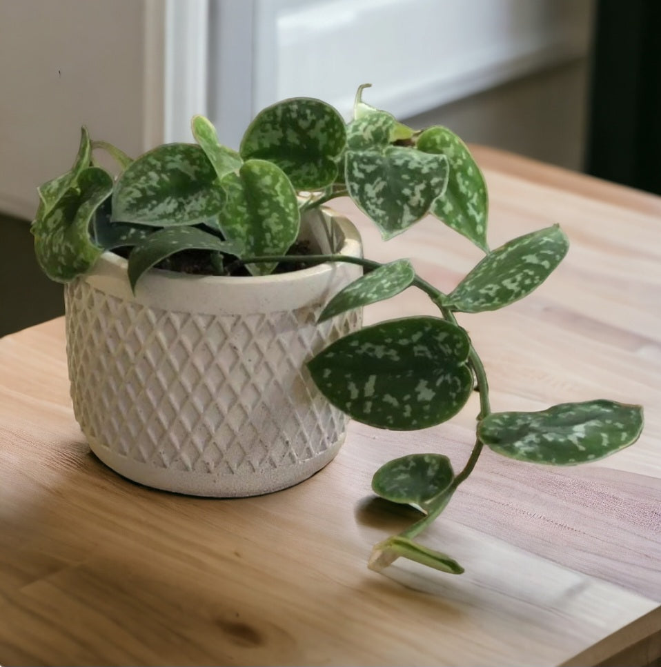 PLANTERS – Plant 'er Here